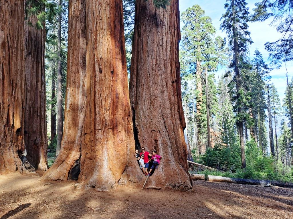 Kings Canyon e Sequoia National Parks – mondi paralleli – 旅行世界