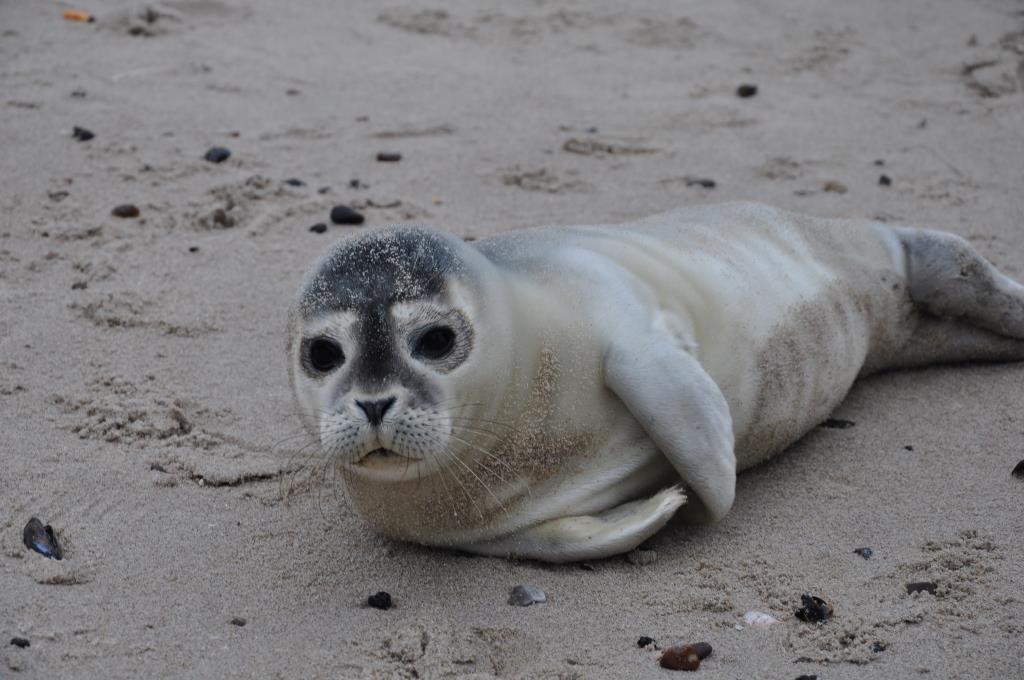 Man Meets the Sea e Hvide Sande – mondi paralleli – 旅行世界